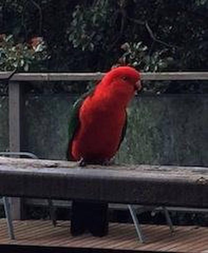 Visiting King Parrots