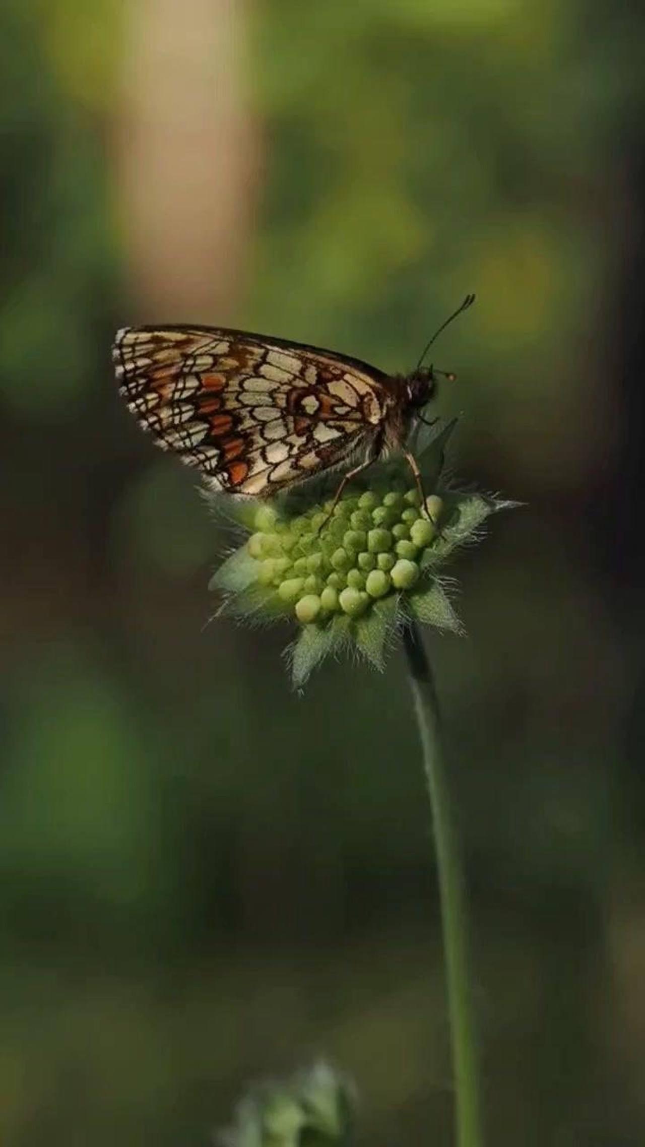 motyl przeplatka atalia ( Melitaea athalia; Heath Fritillary butterfly ...