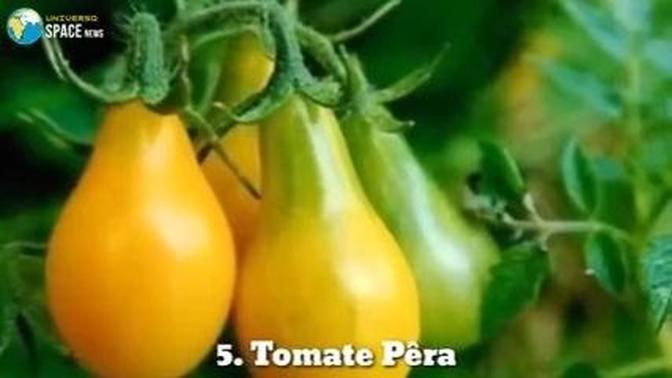10 Types of EXOTIC AND RARE TOMATOES That Are Unique in the World ...