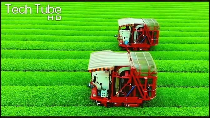 Amazing Green Tea Cultivation | Green Tea Harvest and Processing | Next ...