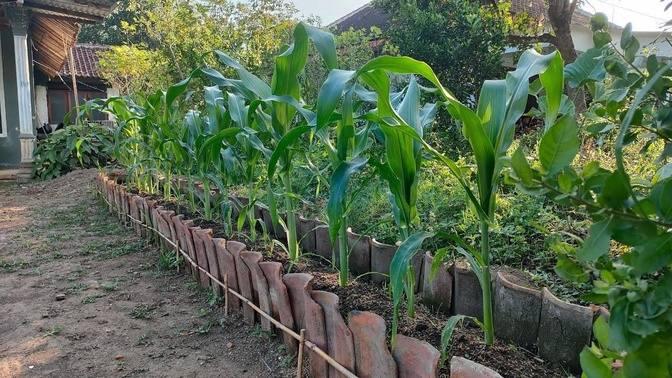 cara menanam jagung di raised bad __ how to grow corn in raised bad ...