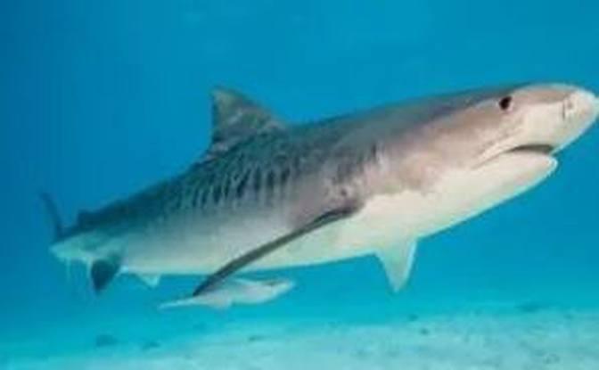 Tiger Shark Stuns Researchers by Vomiting Entire Echidna Off Queensland ...
