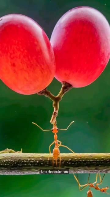 Super Ants | Shorts | The Beauty Of Nature | Gan Jing World