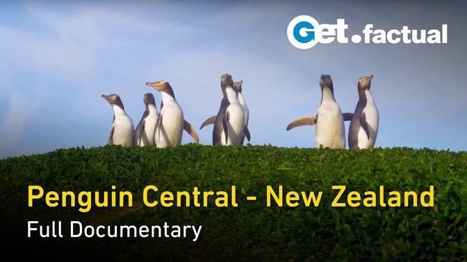 Penguin Central Full Nature Documentary | Videos | Get.factual | Gan ...