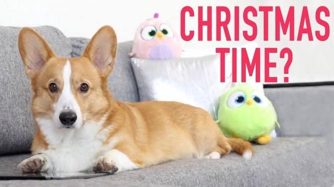 CHRISTMAS PANIC! - Topi the Corgi | Videos | Pet Lovers Channel | Gan ...