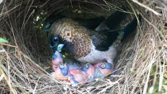 Parents Regurgitate Food for All 4 Chicks (1) – Munia Birds Feeding ...