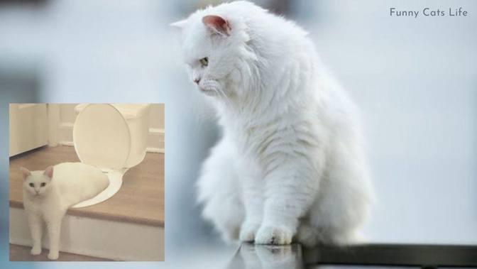 Funniest Cats πΉ Dont Try To Hold Back Laughter π Funny Cats Life