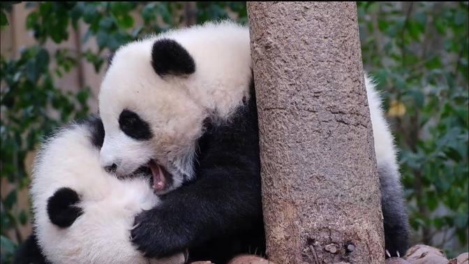 Baby pandas are the cutest 😍- Bei Xia and Ji Ran
